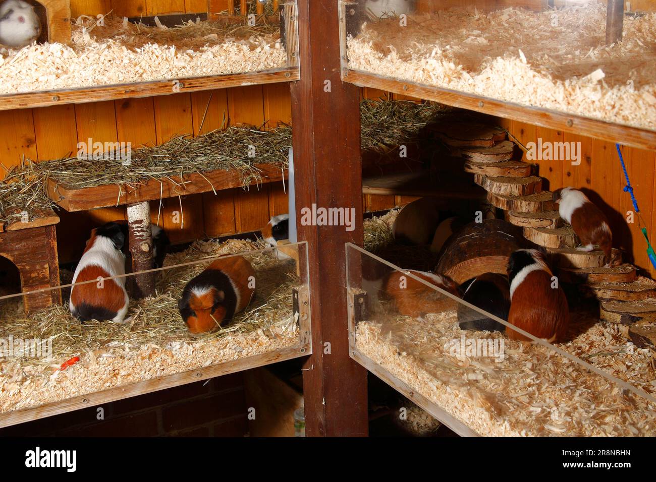 Guinea Pig pigs in enclosure, bunkhouse, bunk enclosure, guinea pig pen ...