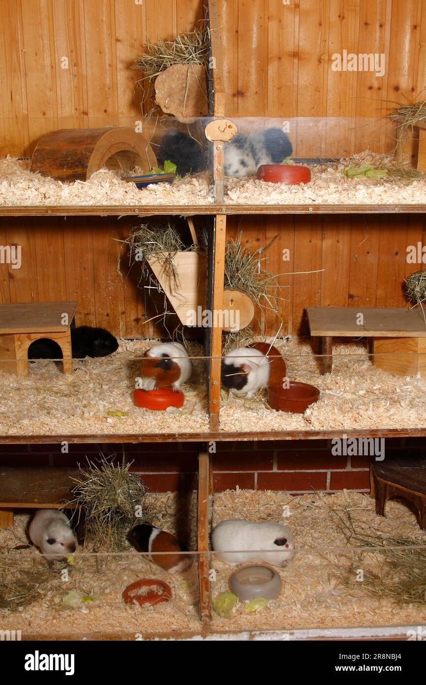 Guinea Pig pigs in enclosure, bunkhouse, bunk enclosure, guinea pig pen ...