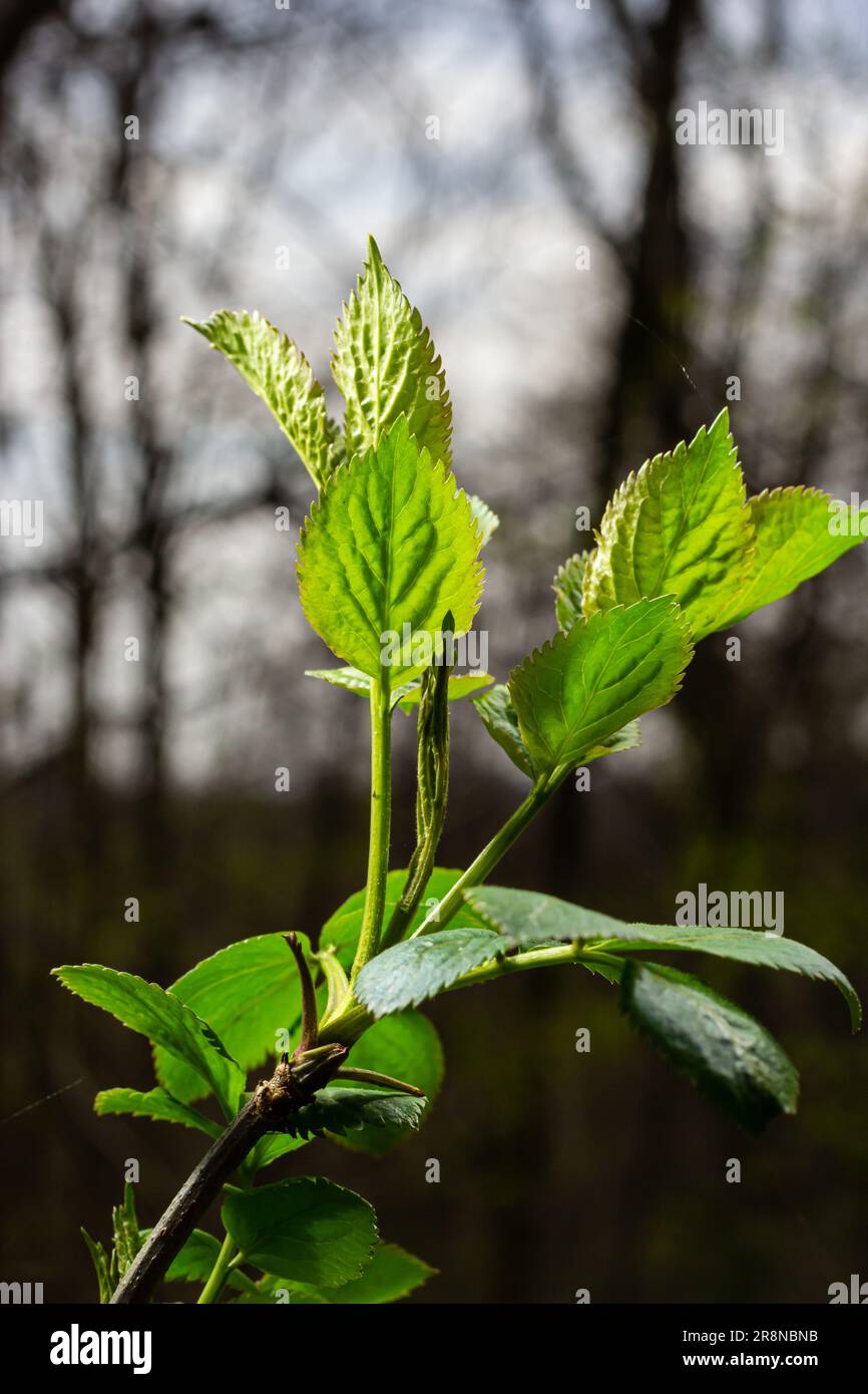 Big green buds branches. Young green leaves coming out from thick green ...