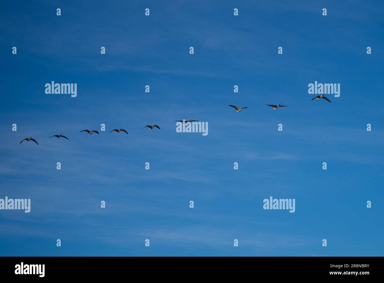Flock ducks flying under hi-res stock photography and images - Alamy