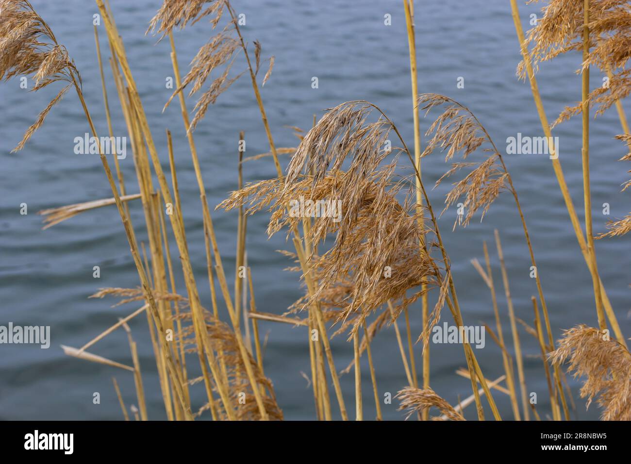 Common reed Phragmites australis. Thickets of fluffy dry trunks of ...