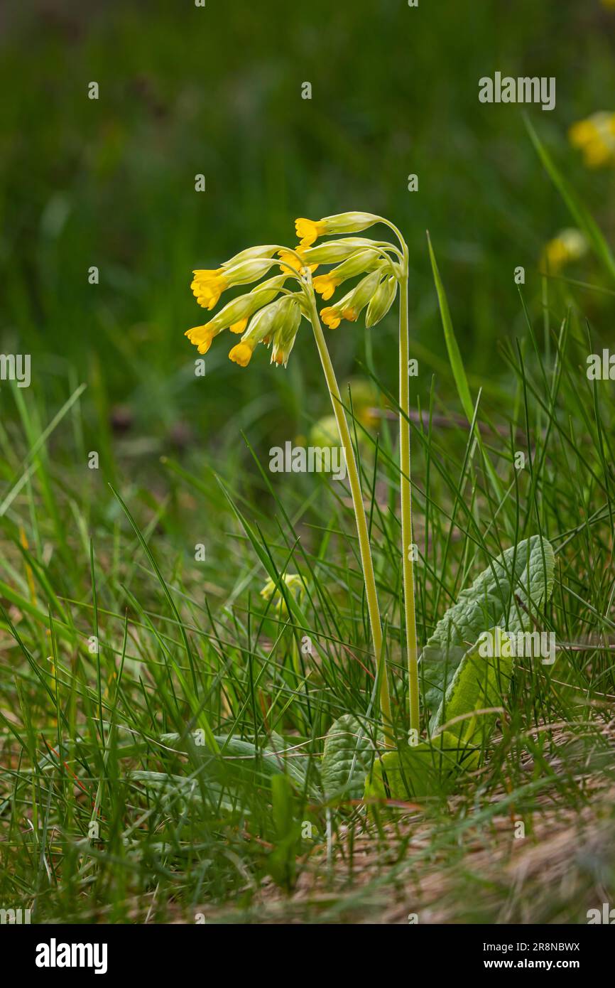 Yellow Primula veris cowslip, common cowslip, cowslip primrose on soft ...