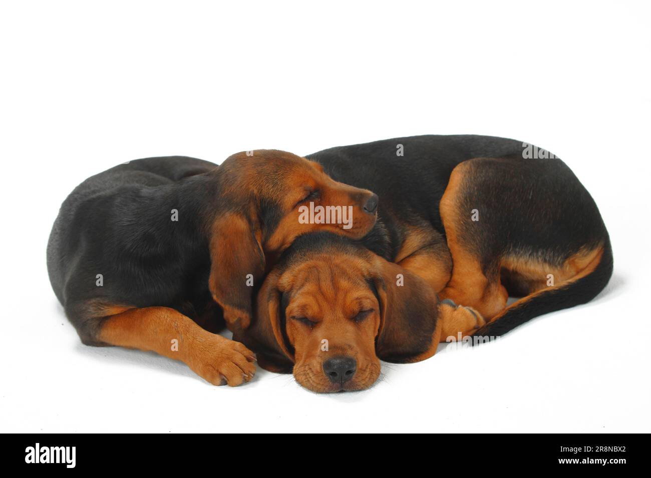 Ogar Polski, Puppies, 9 weeks, Polish Hunting Dog Stock Photo - Alamy