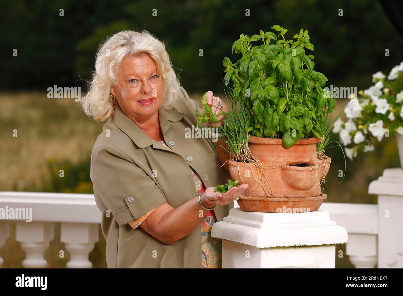 Woman plucking basil (Ocimum spec.), plucking, herb pot, clay pot Stock ...