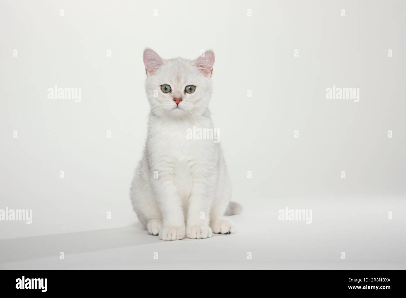 Bkh kitten hi-res stock photography and images - Alamy