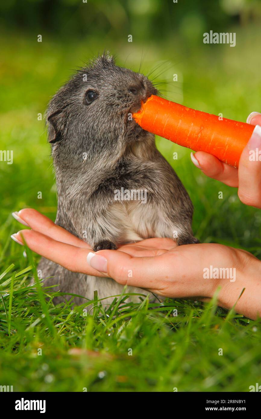 Guinea Pig pig gets carrot, carrot Stock Photo - Alamy