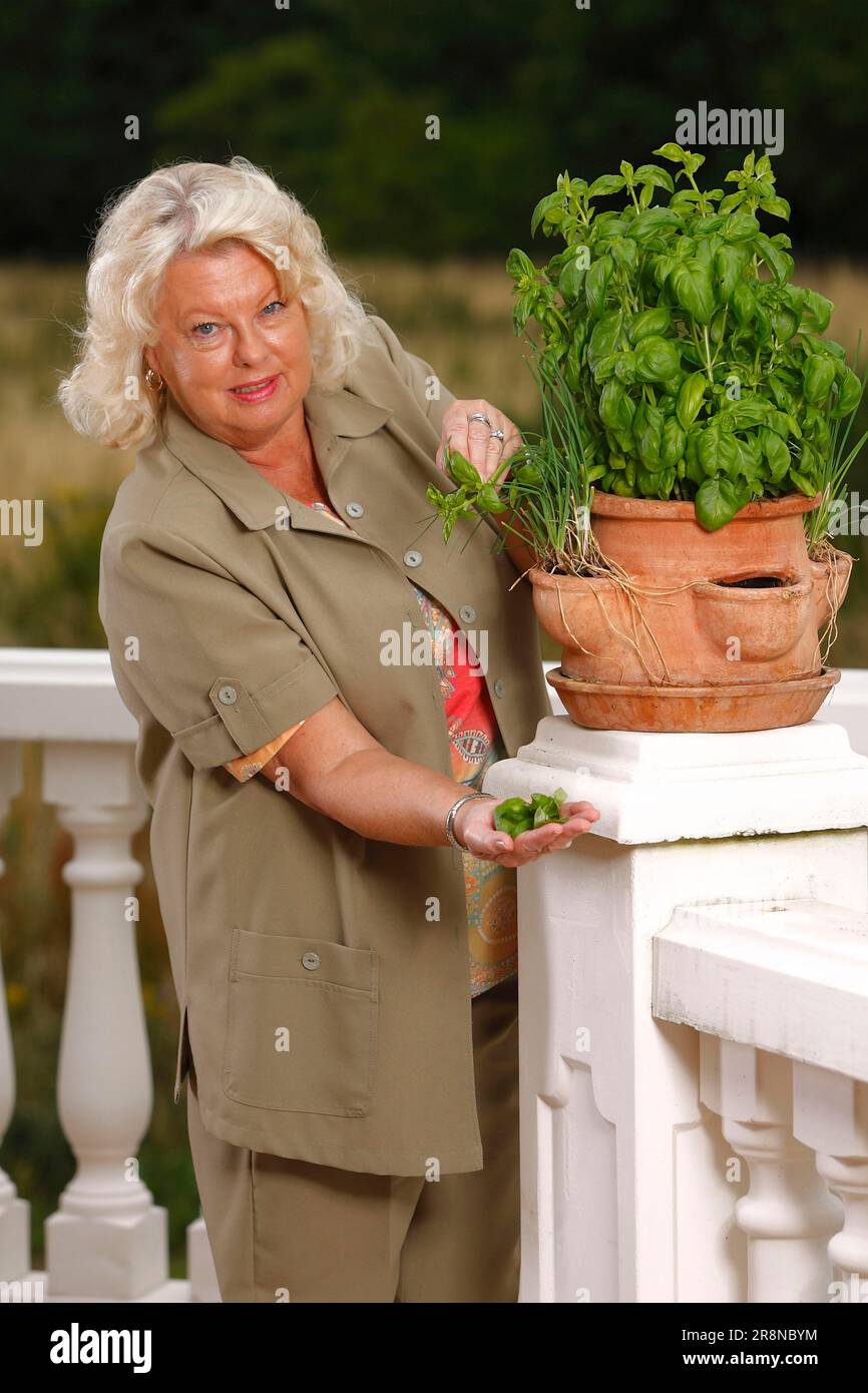 Woman plucking basil (Ocimum spec.), plucking, herb pot, clay pot Stock ...