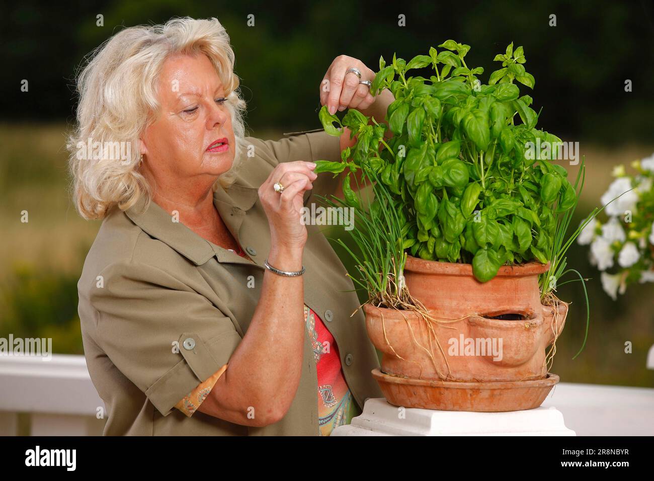 Woman plucking basil (Ocimum spec.), plucking, herb pot, clay pot Stock ...