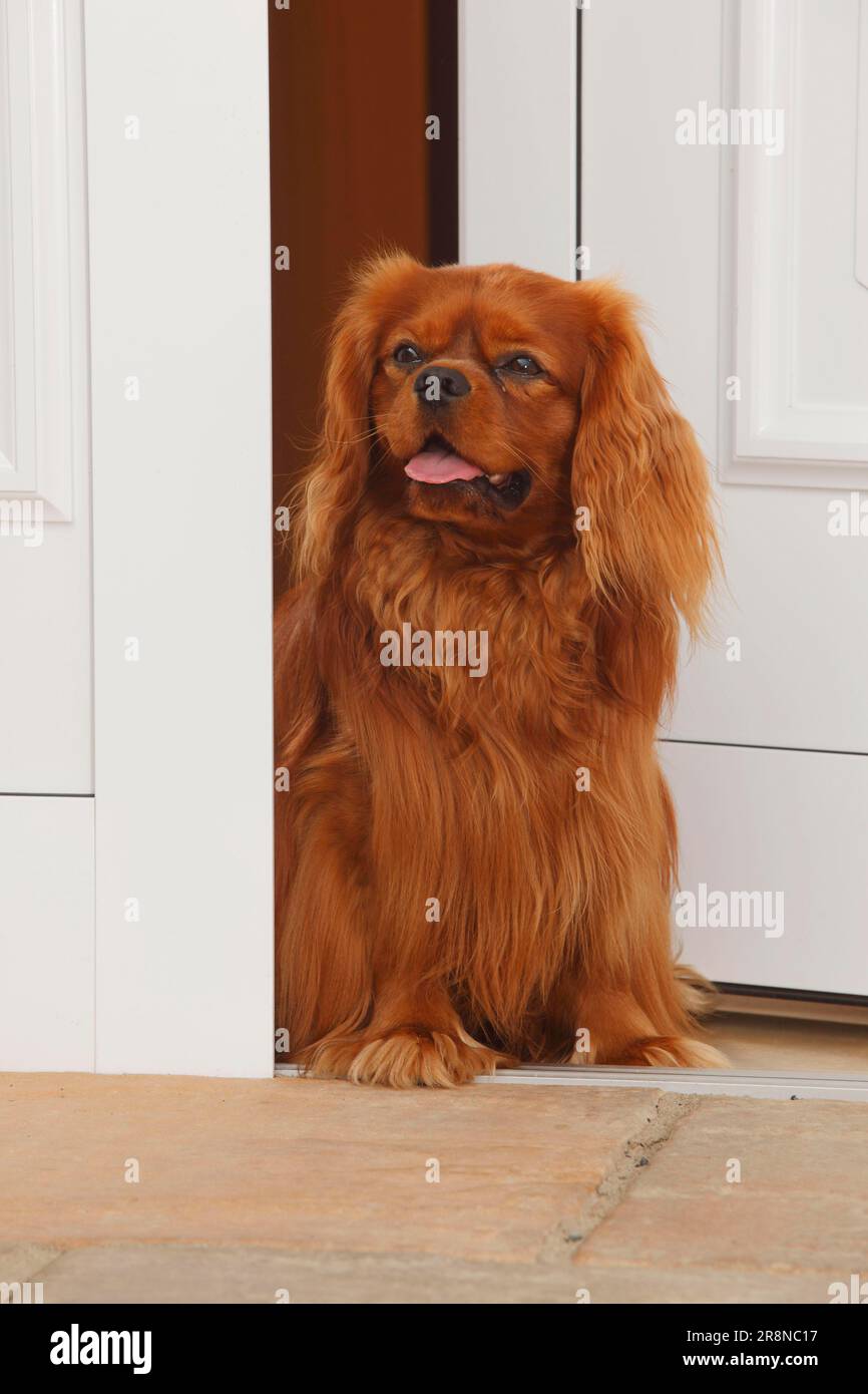 Cavalier King Charles Spaniel, ruby red, in open door Stock Photo - Alamy