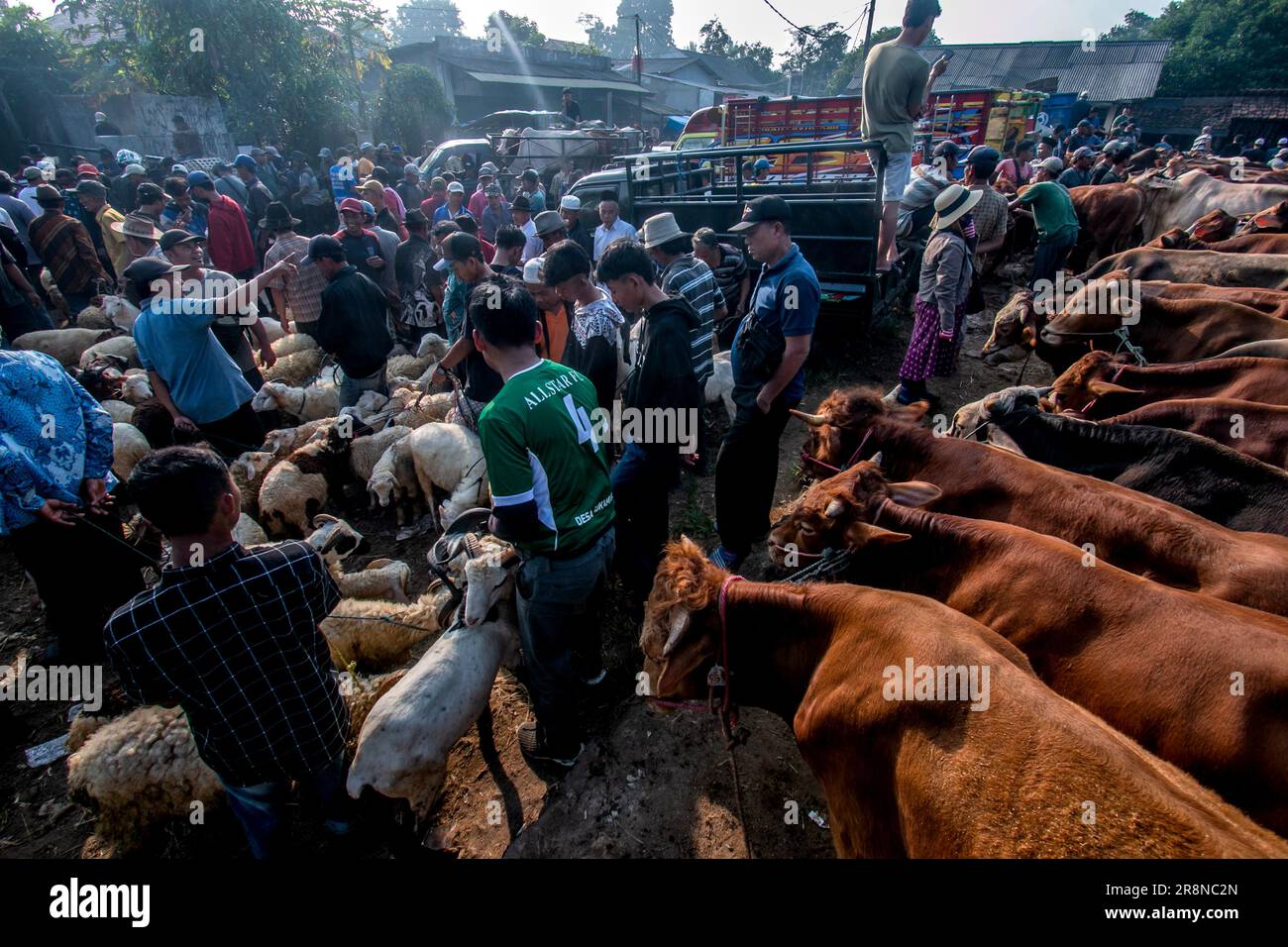 The Jonggol Animal Market in Bogor Regency, the largest livestock ...