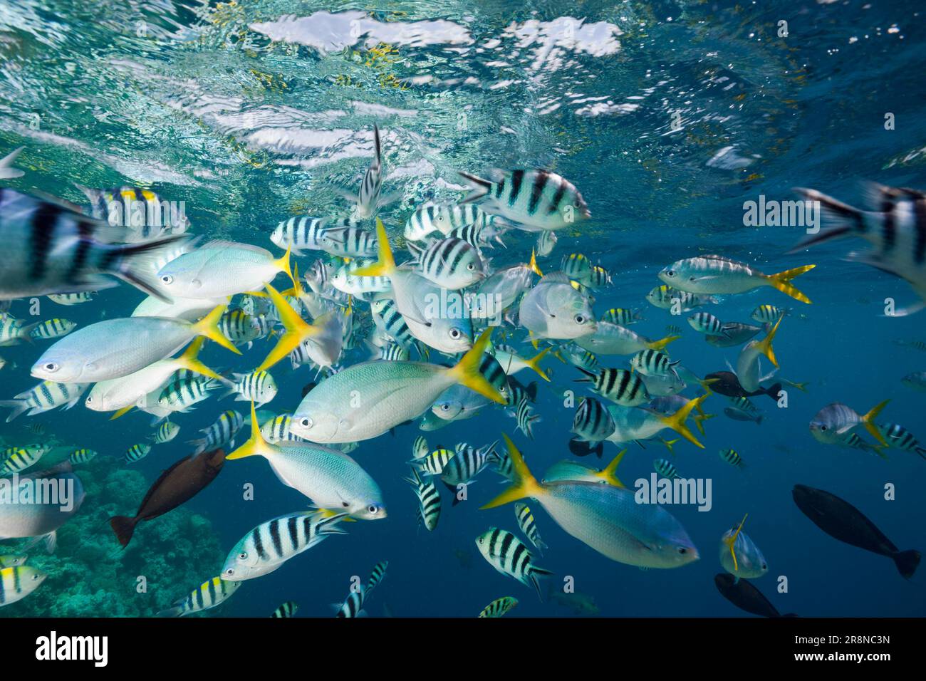 Micronesia palau fish hi-res stock photography and images - Alamy