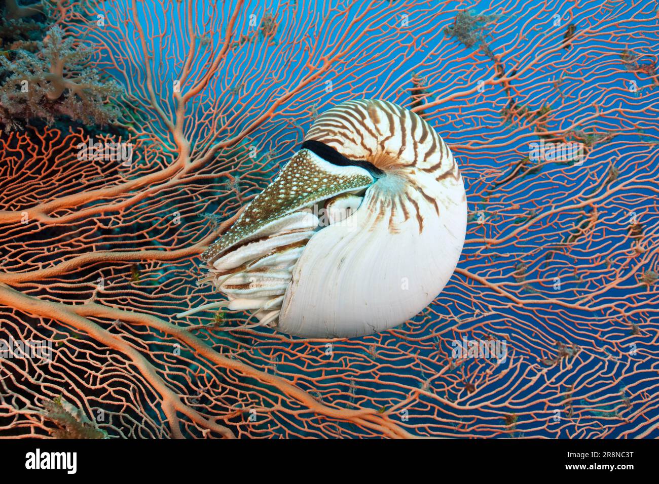 Chambered nautilus, Palau nautilus (Nautilus belauensis), Micronesia ...