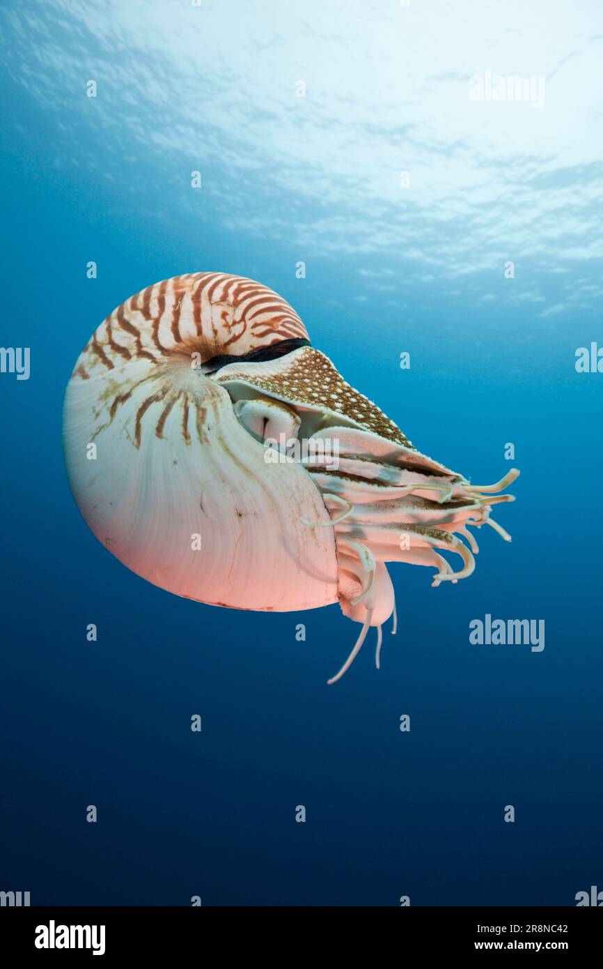 Chambered nautilus, Palau nautilus (Nautilus belauensis), Micronesia ...