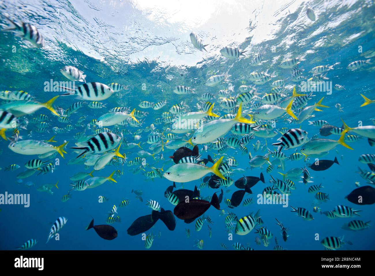 Micronesia palau fish hi-res stock photography and images - Alamy