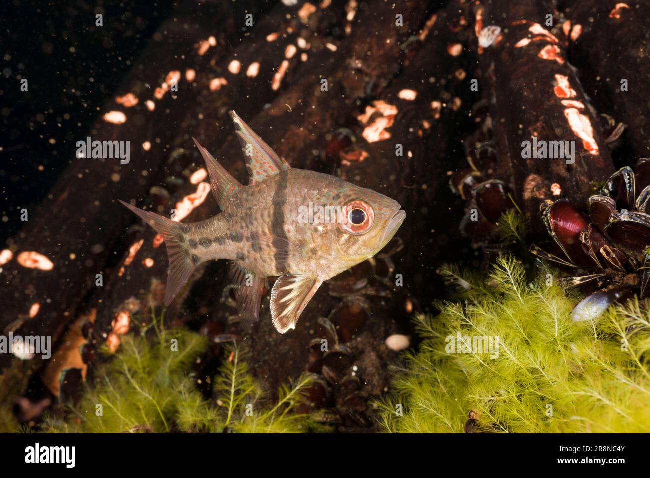 Belted cardinalfish, Jellyfish Sea, Orbiculate Cardinalfish (Sphaeramia ...