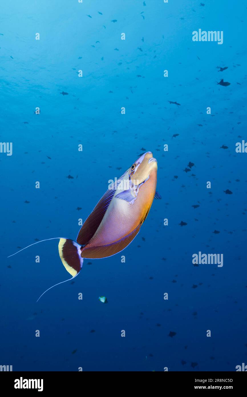 Bignose unicornfish (Naso vlamingii), Blue Corner, Palau, Micronesia ...