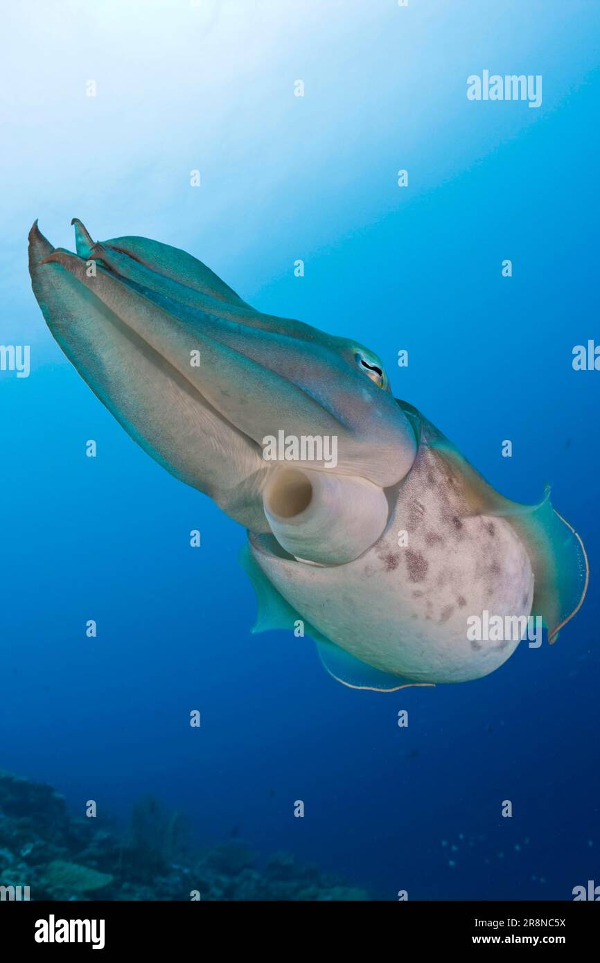 An adult broadclub cuttlefish hi-res stock photography and images - Alamy