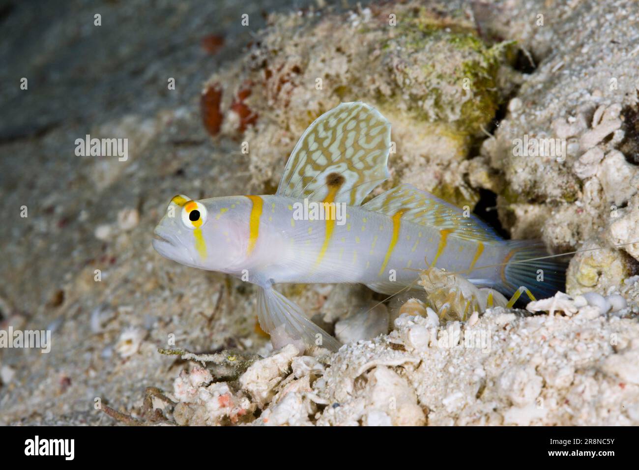 Randalls Prawn-Goby and Pistol Shrimp, Turtle Cove, Palau, Micronesia ...