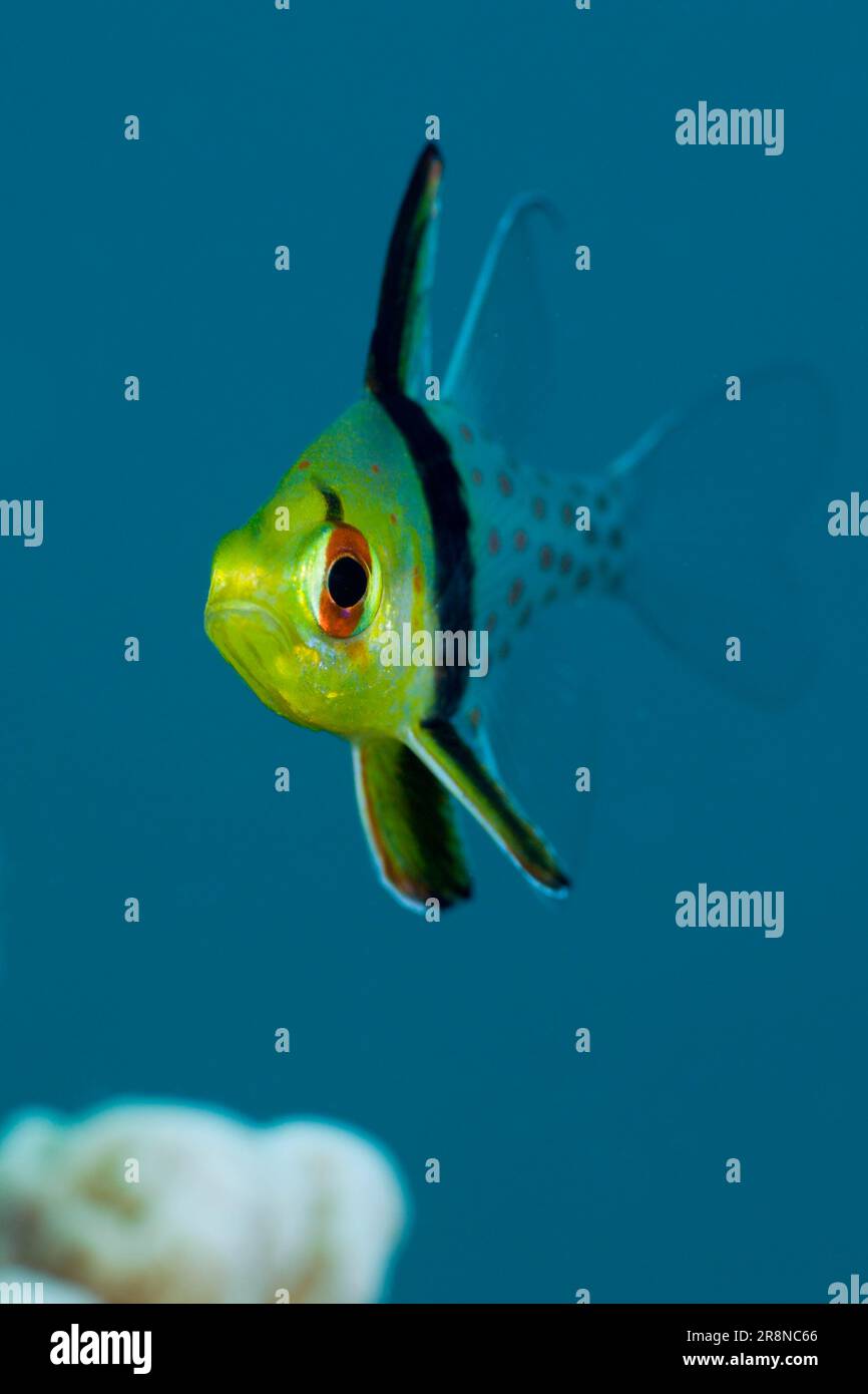 Pyjama Cardinalfish, Palau, Micronesia (Sphaeramia nematoptera Stock ...