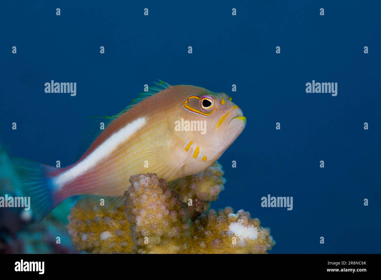 Arc-eye Hawkfish (Paracirrhites arcatus), Turtle Cove, Palau ...