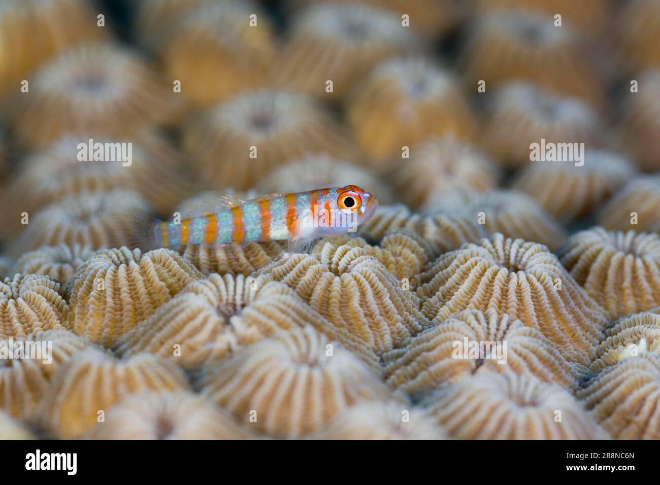 Striped Goby, Turtle Cove, Palau, Micronesia (Trimma cana Stock Photo ...