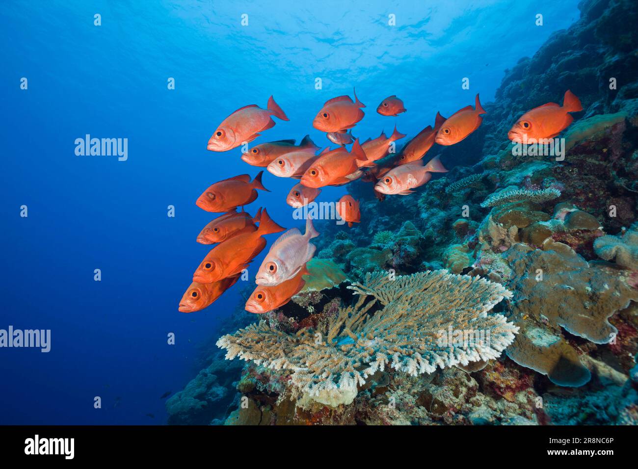 Lunar-tailed Bullseyes, Blue Corner, Palau, Micronesia (Priacanthus ...