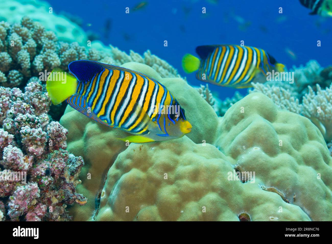 Regal Angelfish (Pygoplites diacanthus), Turtle Cove, Palau, Micronesia ...