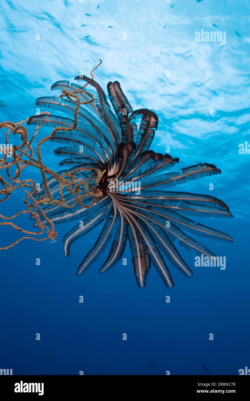Feather-Star (Crinoidea) on Wire Coral, Siaes Wall, Palau, Micronesia ...