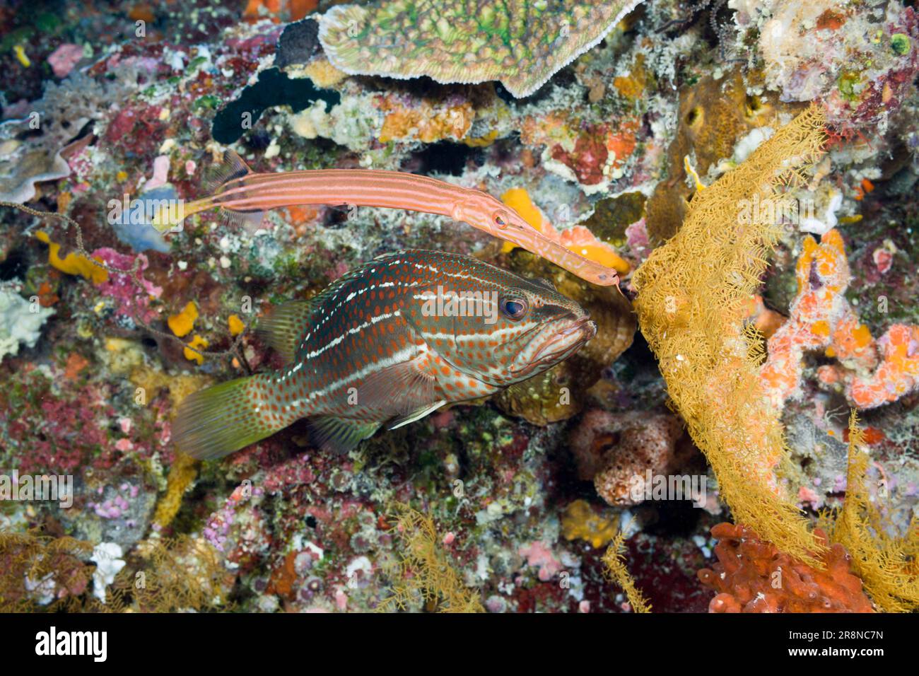 Trumpetfish and White-lined Grouper, Palau, Micronesia (Auostomus ...