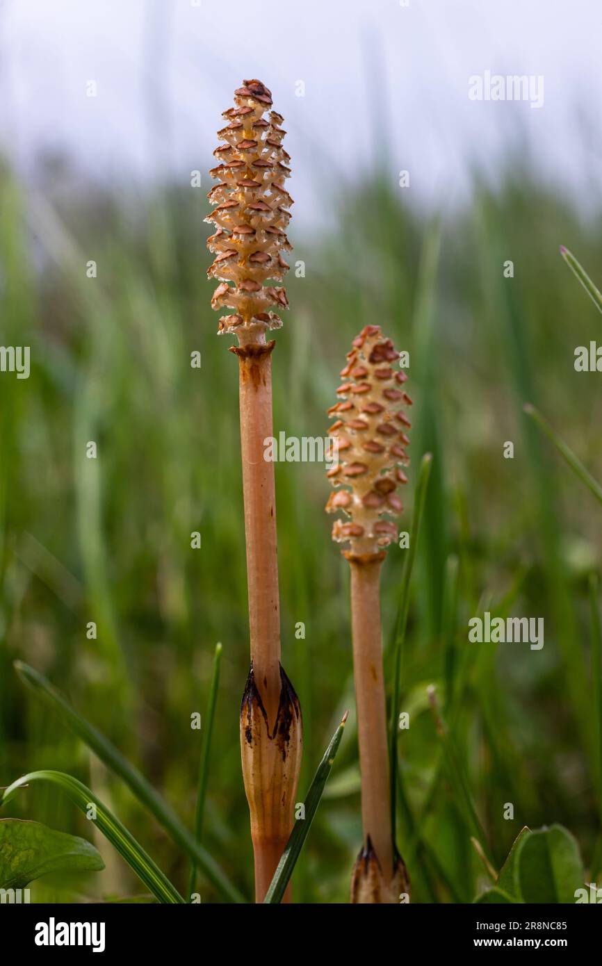 Selective focus. A spore-bearing shoot of the horsetail Equisetum ...