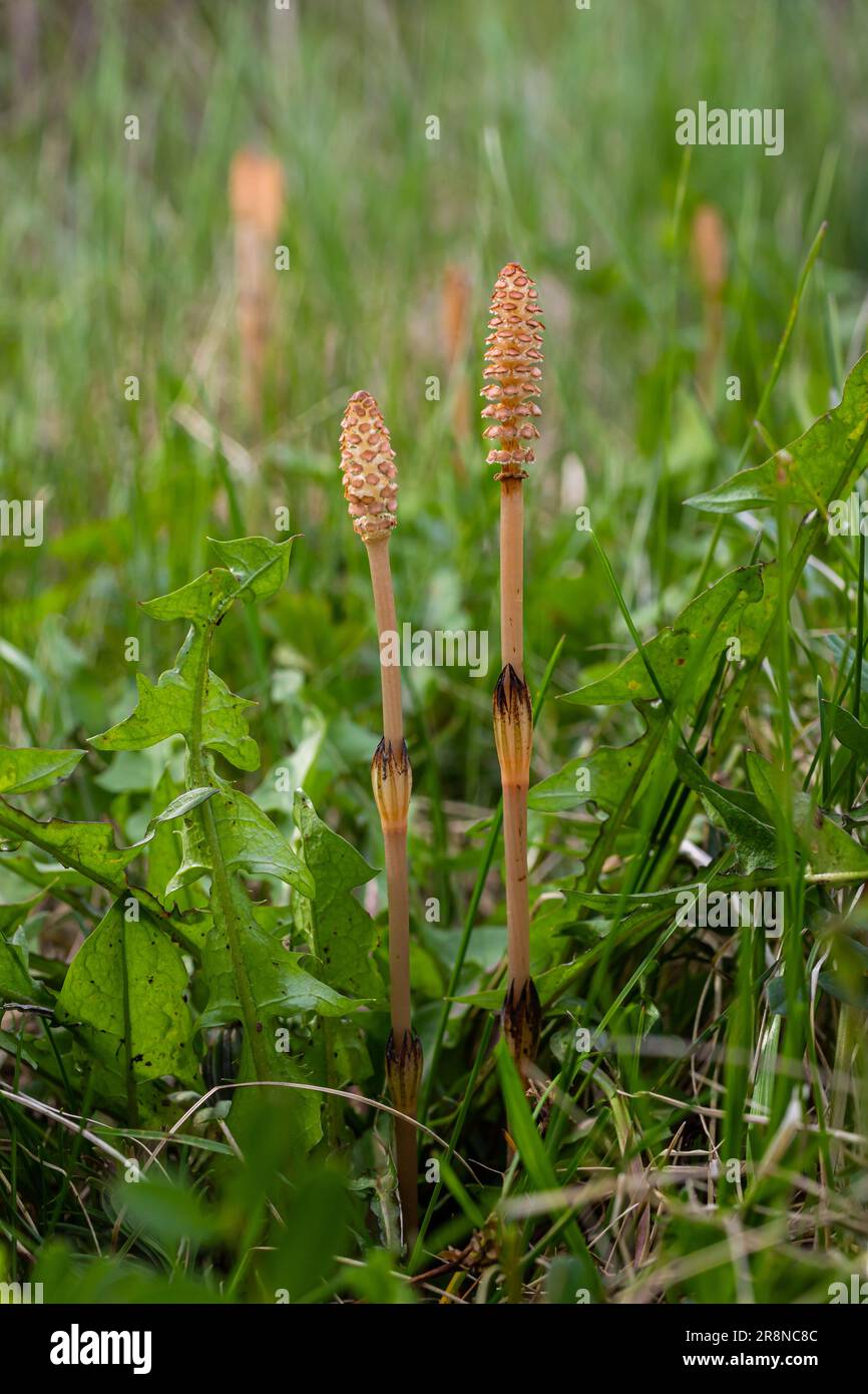 Selective focus. A spore-bearing shoot of the horsetail Equisetum ...