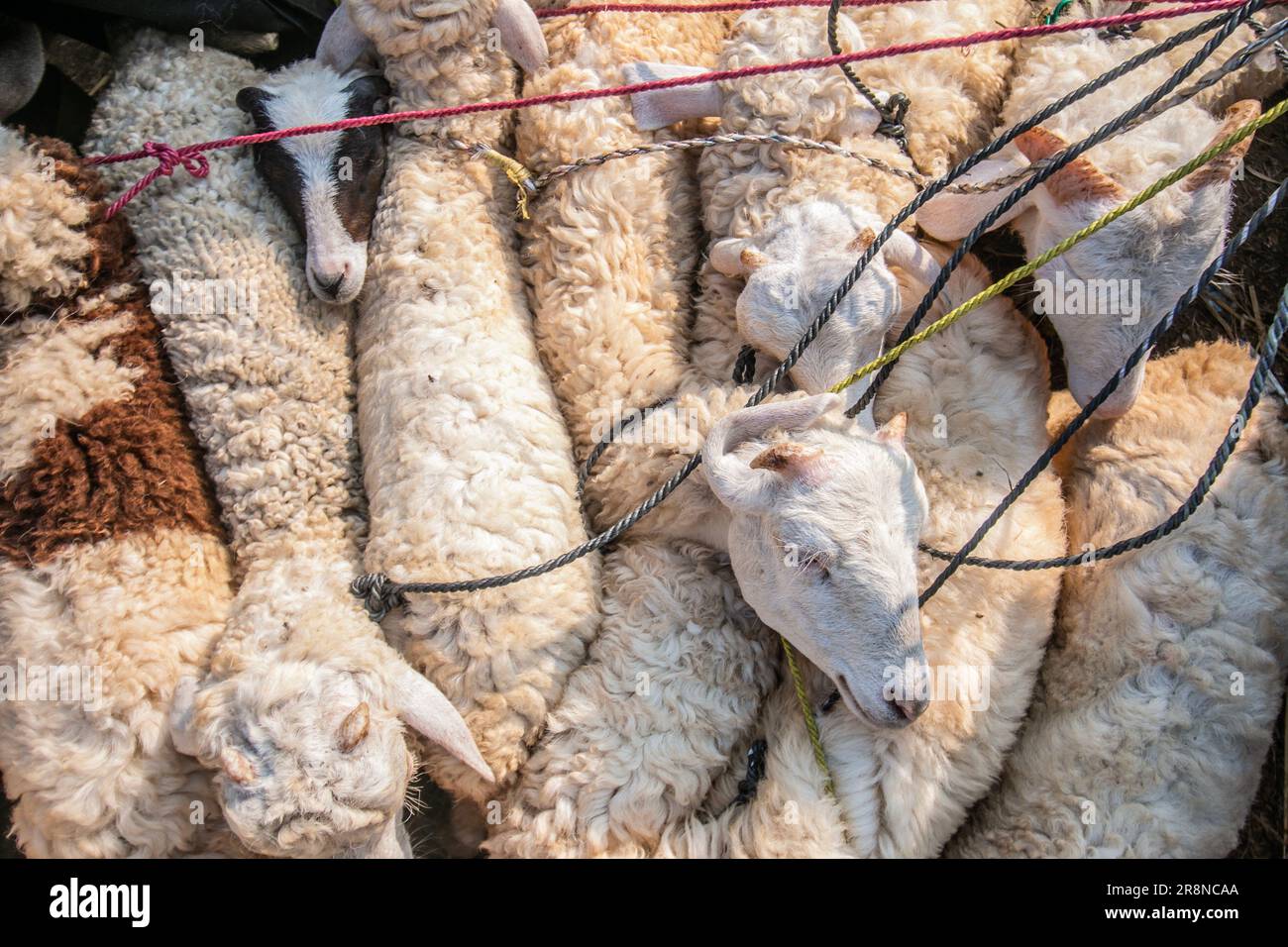 The Jonggol Animal Market in Bogor Regency, the largest livestock ...