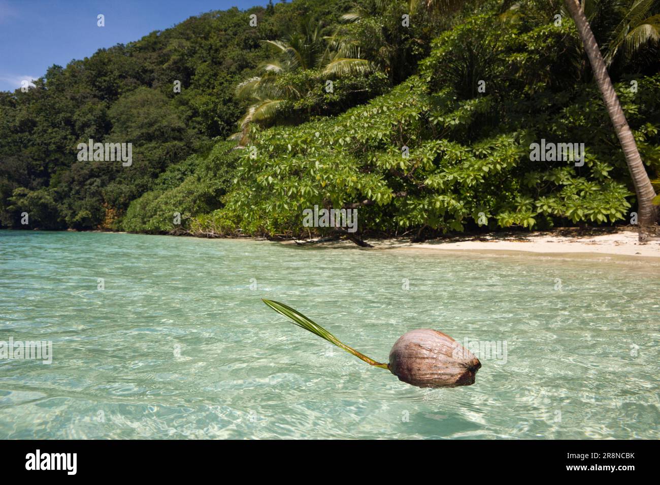 Coconut floating in lagoon, Palau, Pacific Ocean, Micronesia Stock ...