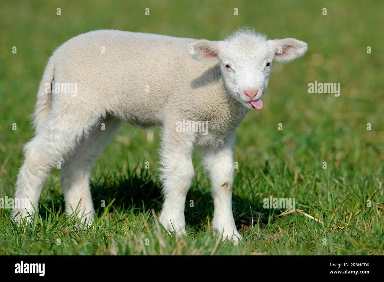 Merino sheep, lamb, sheep, sideways Stock Photo - Alamy