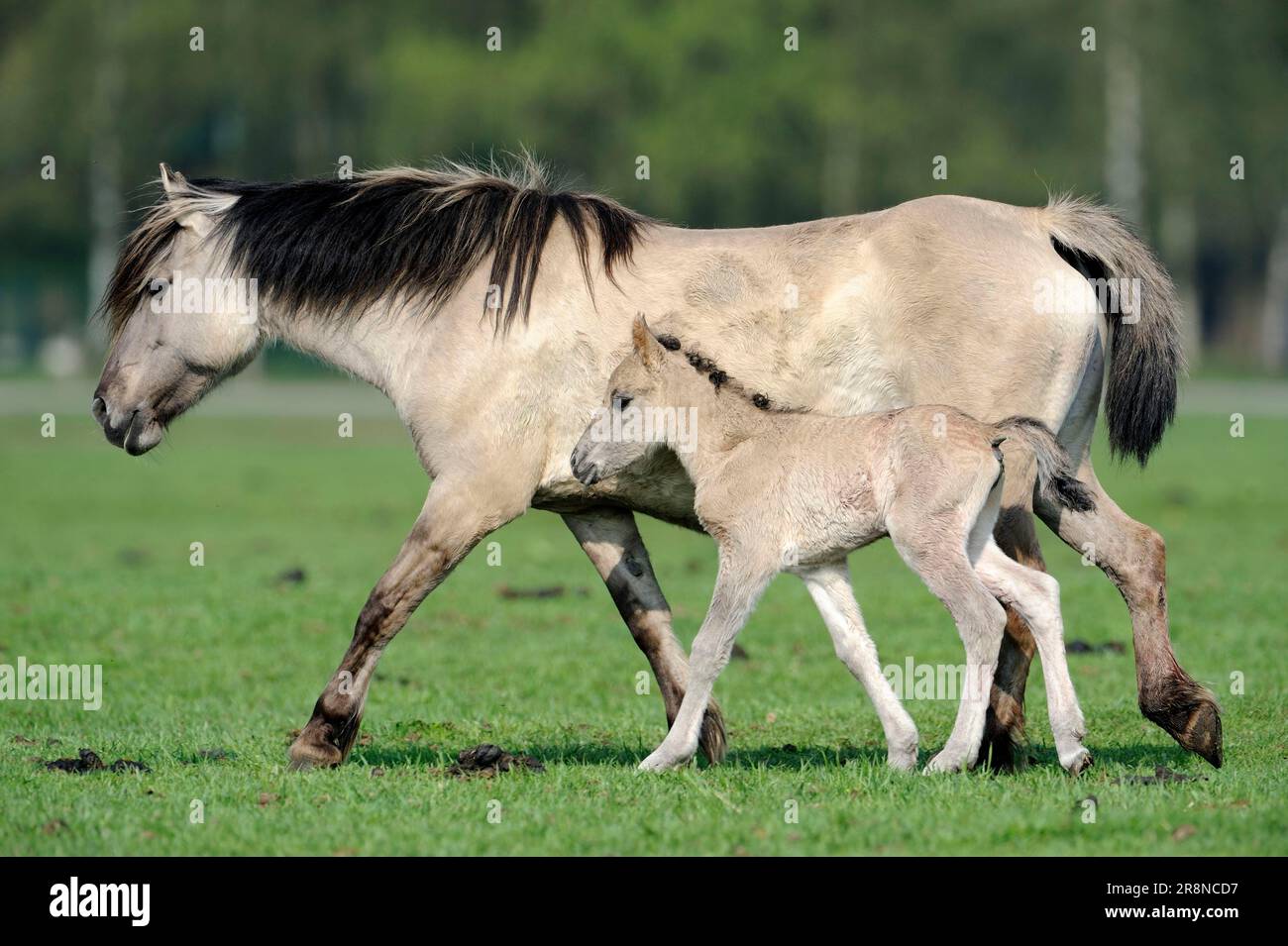 Duelmen wild horses, mare with foal, Merfelder Bruch, Duelmen, North ...