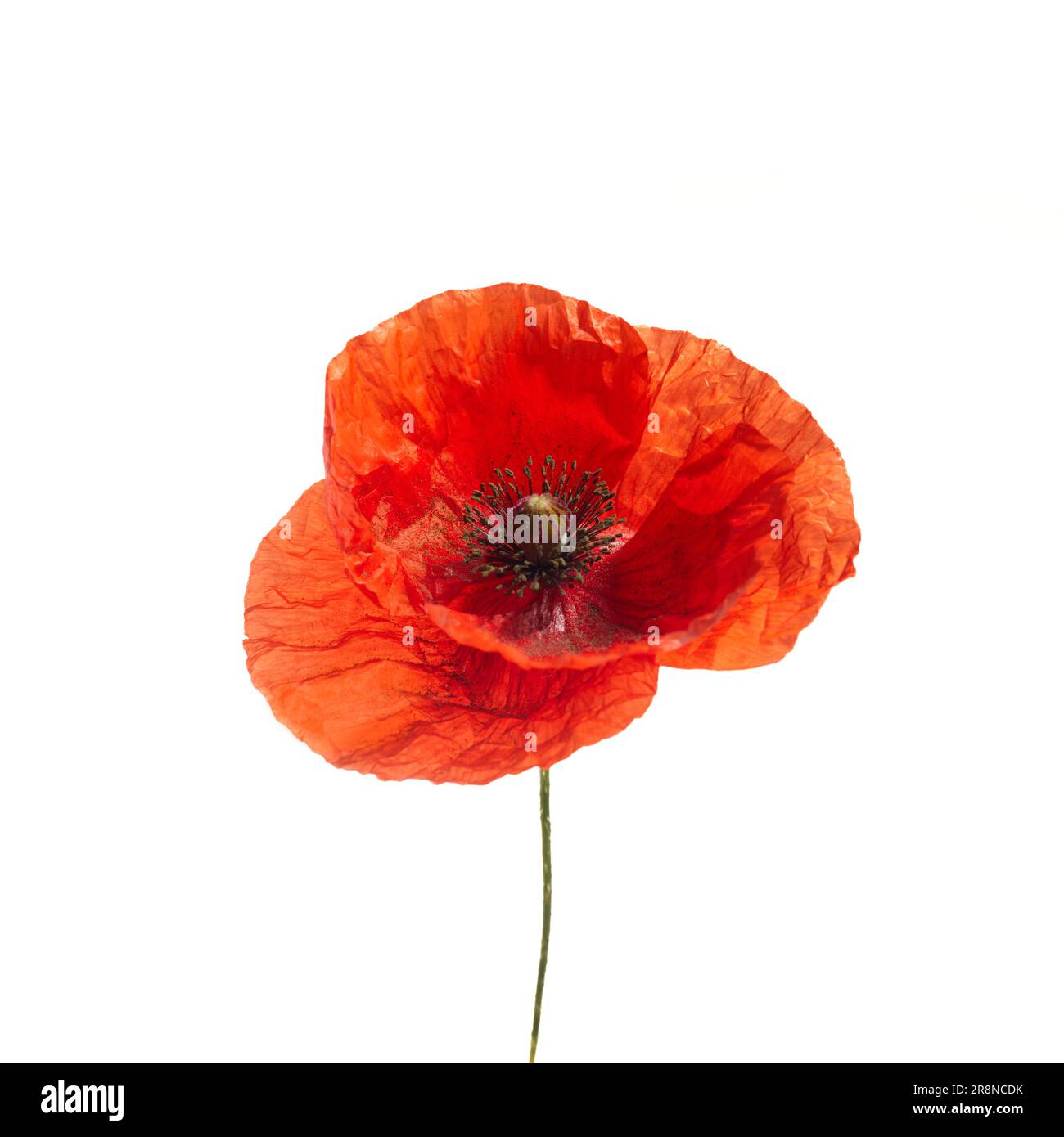 Bright red poppy flower isolated on white background Stock Photo - Alamy