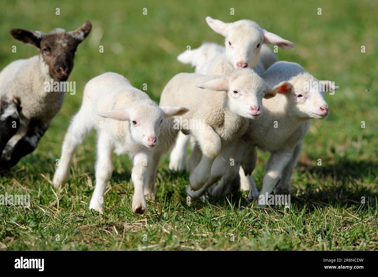 Merino sheep, lambs, sheep, sheep, lamb Stock Photo - Alamy