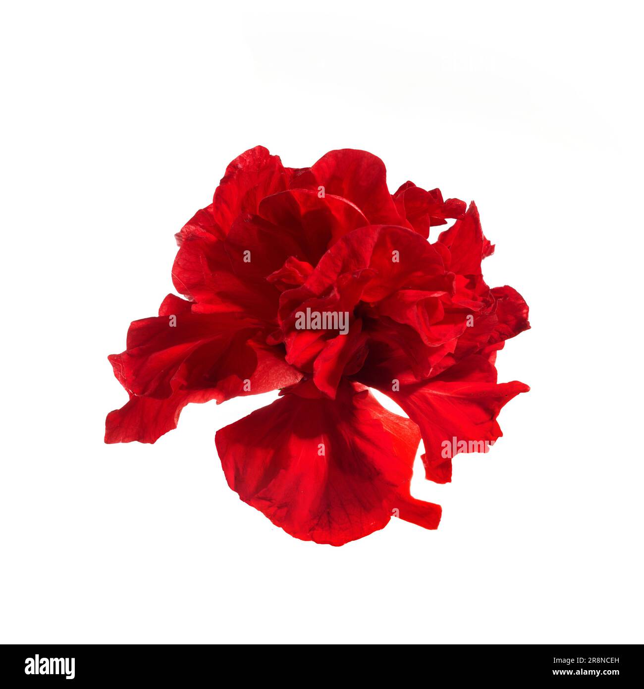 Hibiscus rosa sinensis.Chinese rose Red flower isolated on white ...
