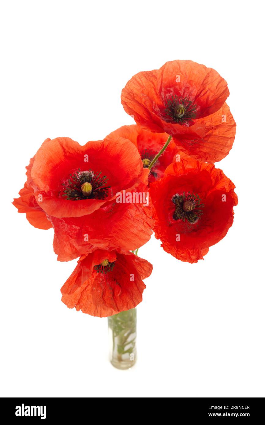 Wild red poppies isolated on white background Stock Photo - Alamy