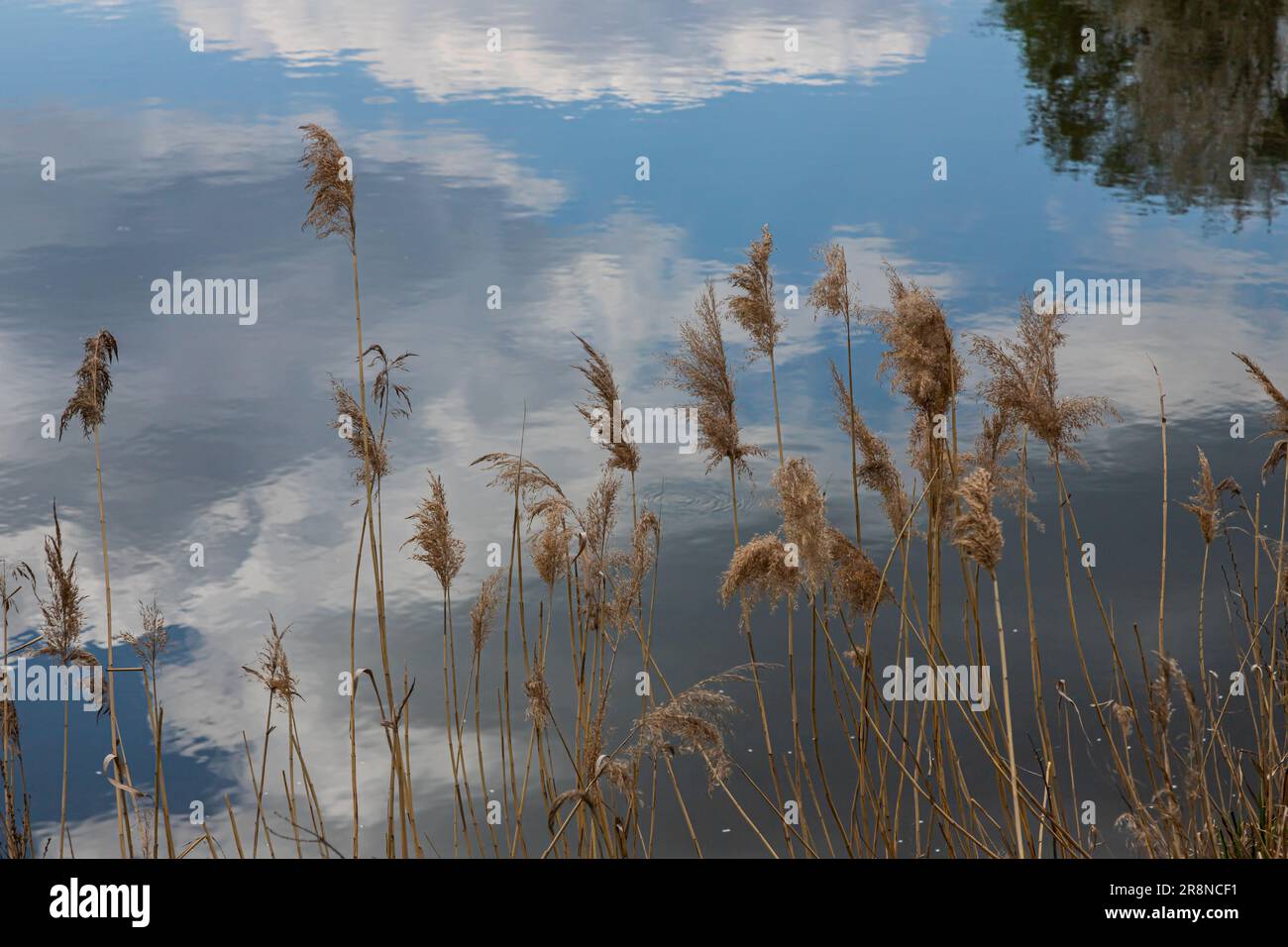 Common reed Phragmites australis. Thickets of fluffy dry trunks of ...