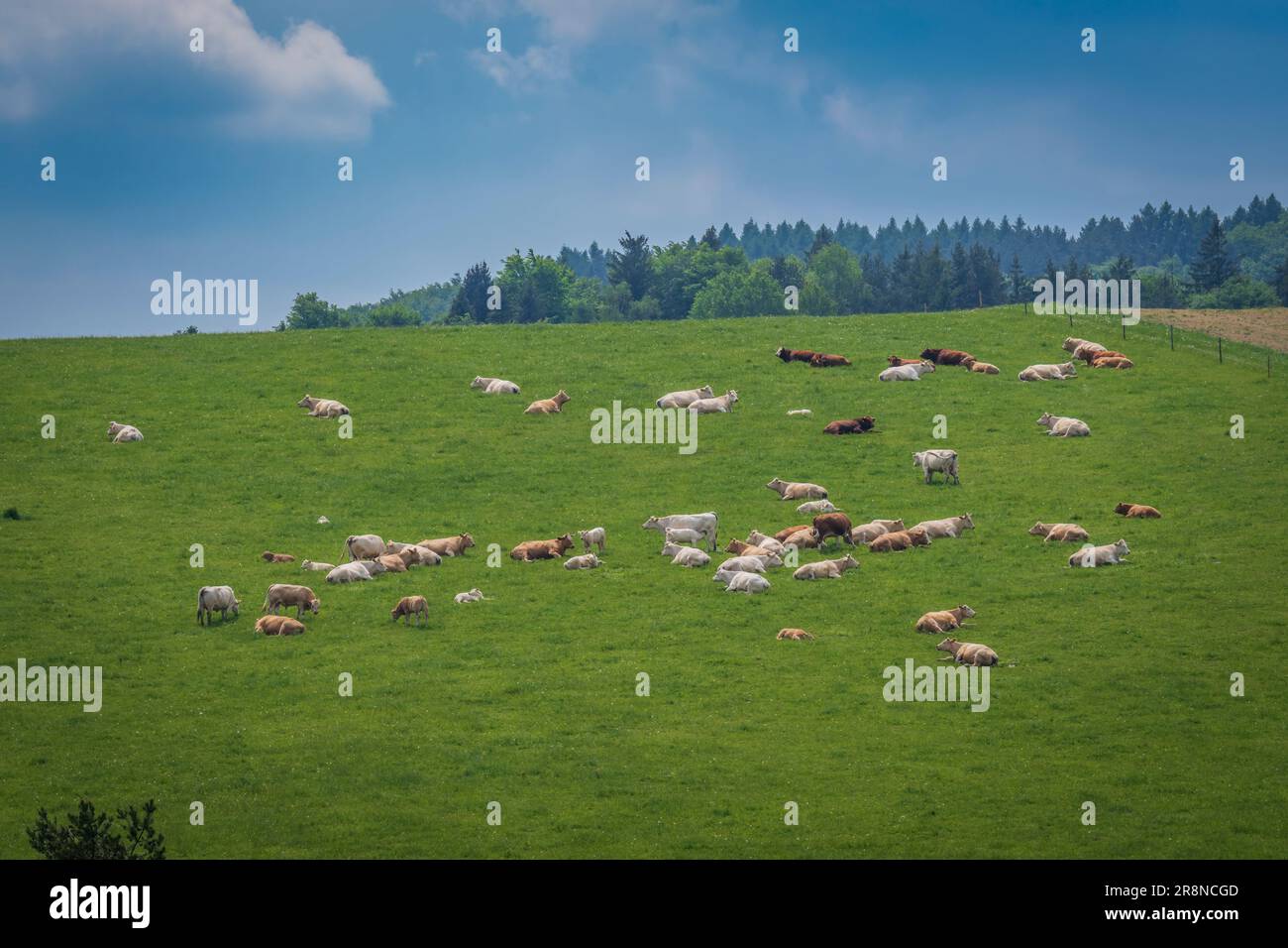Coloured cows hi-res stock photography and images - Alamy