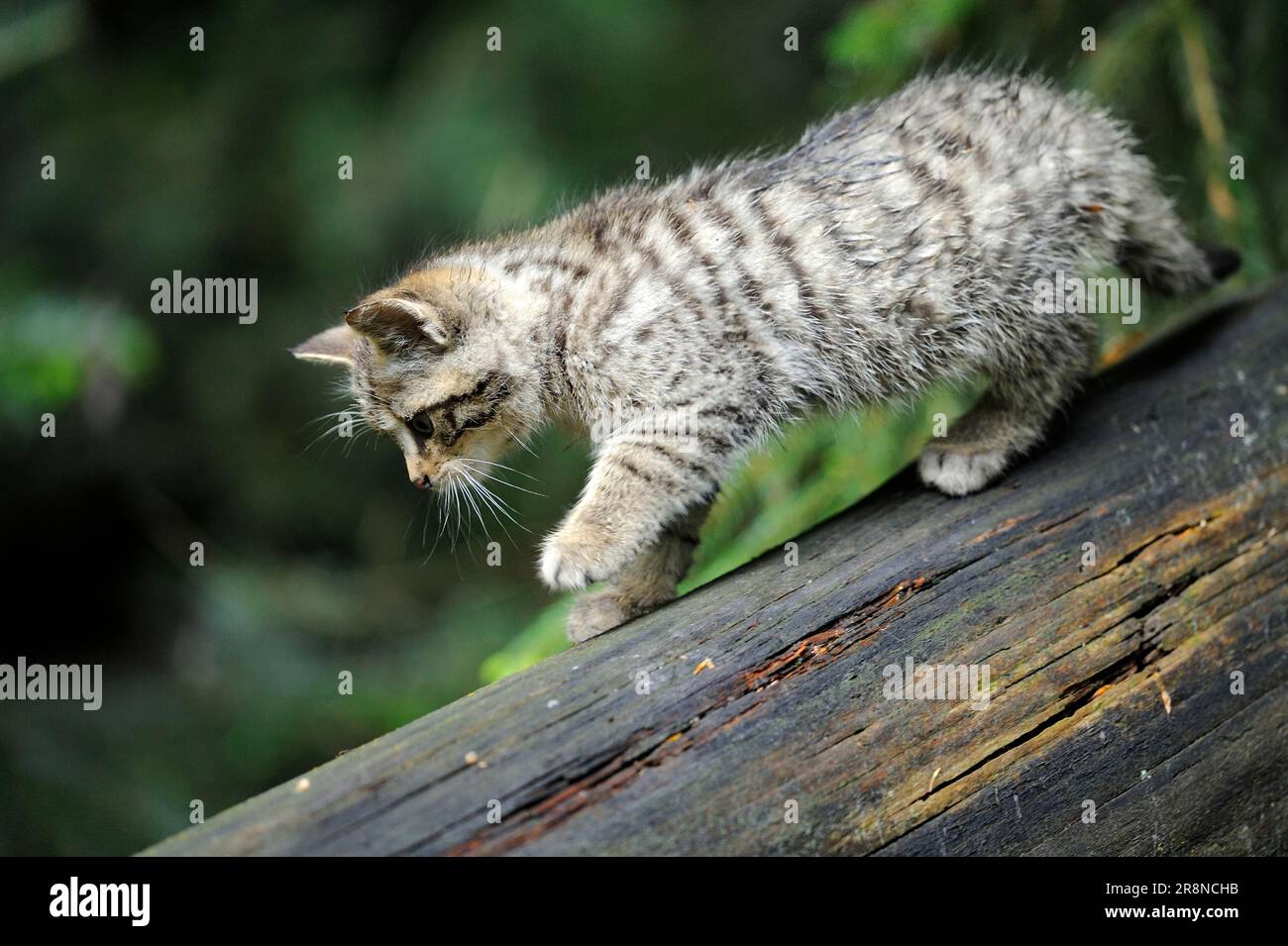 Animal lateral hi-res stock photography and images - Alamy