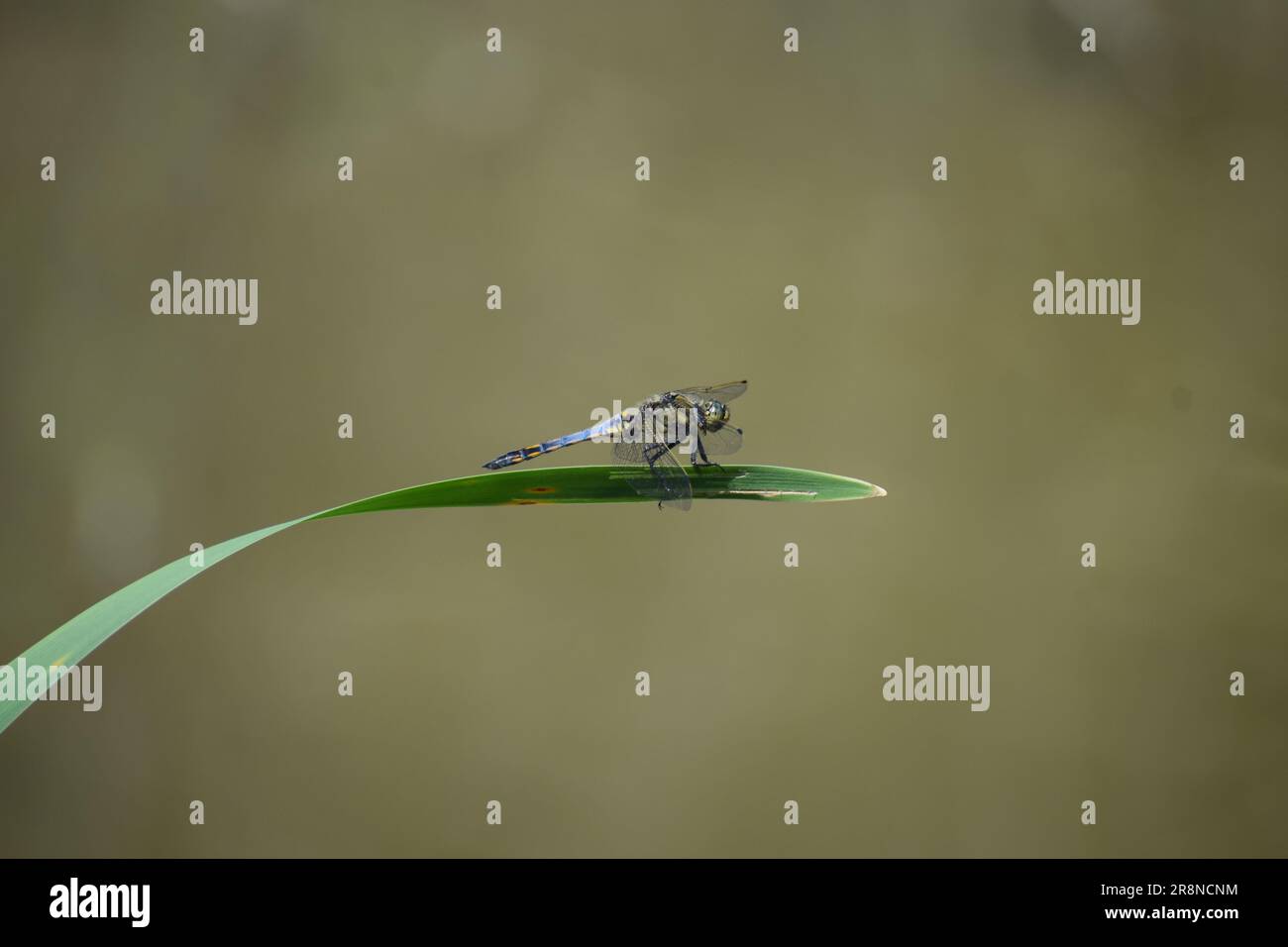 Big Blue Dragonfly, scarce chaser Stock Photo - Alamy