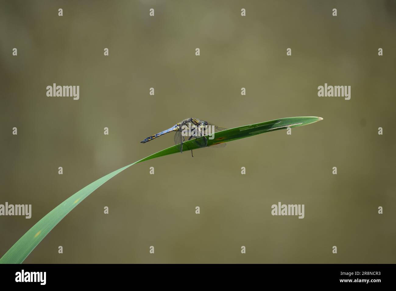 Big Blue Dragonfly, scarce chaser Stock Photo - Alamy