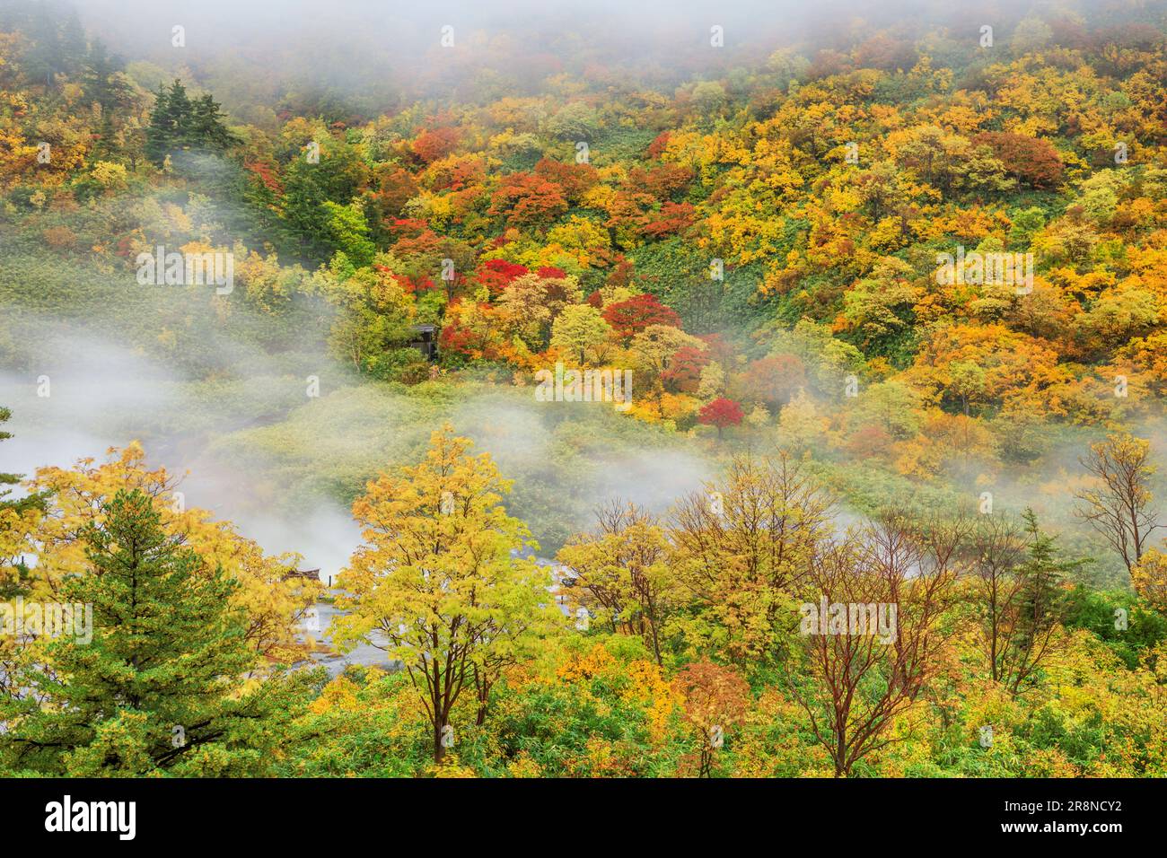 Autumn leaves of Tamagawa Onsen Stock Photo - Alamy