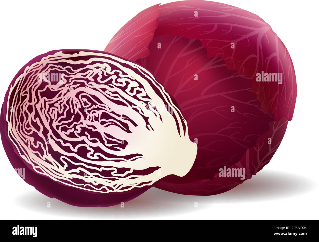 Red Cabbage Vector