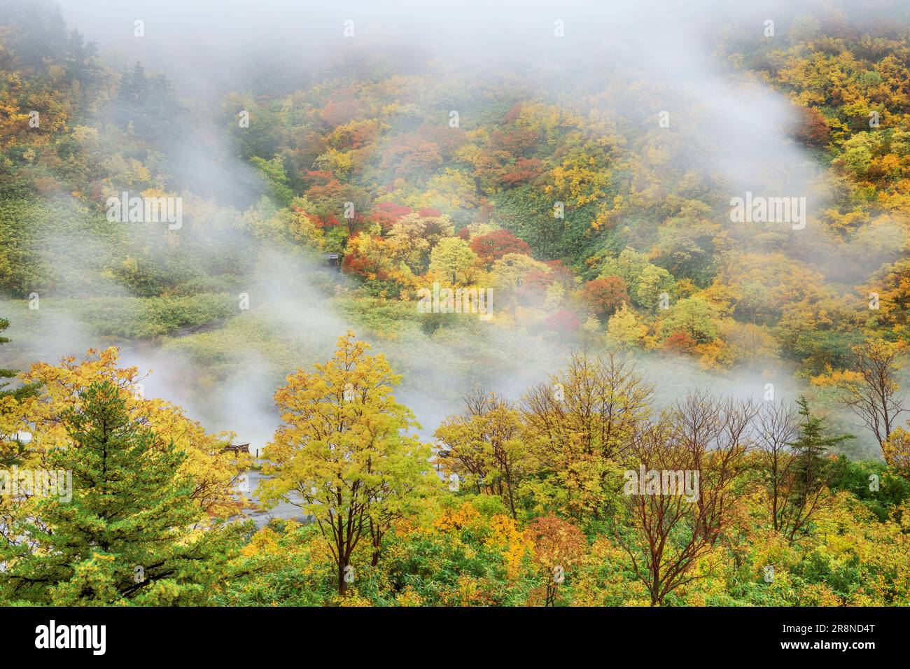 Autumn leaves of Tamagawa Onsen Stock Photo - Alamy