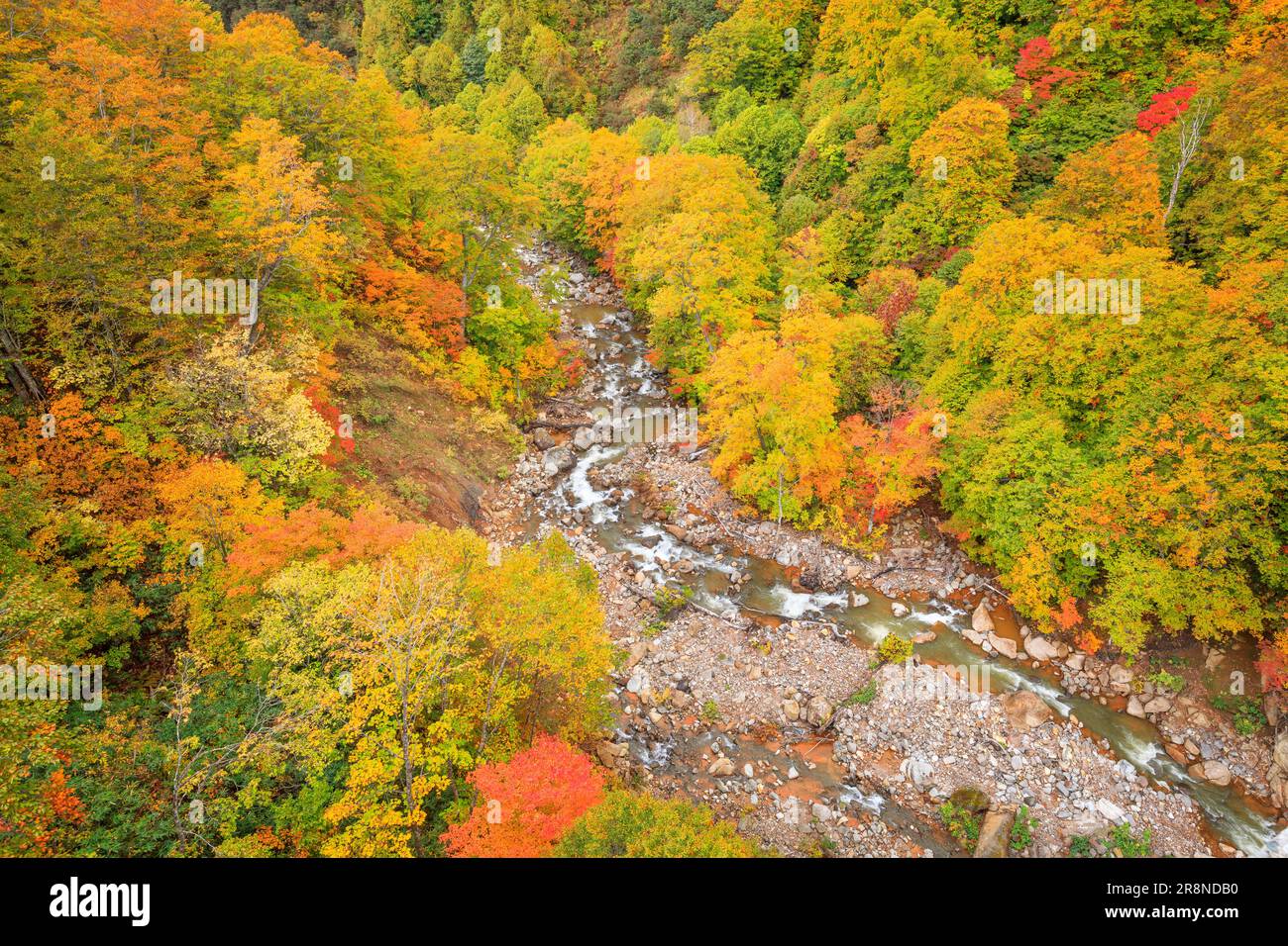 Autumn leaves of Tamagawa Onsen Stock Photo - Alamy