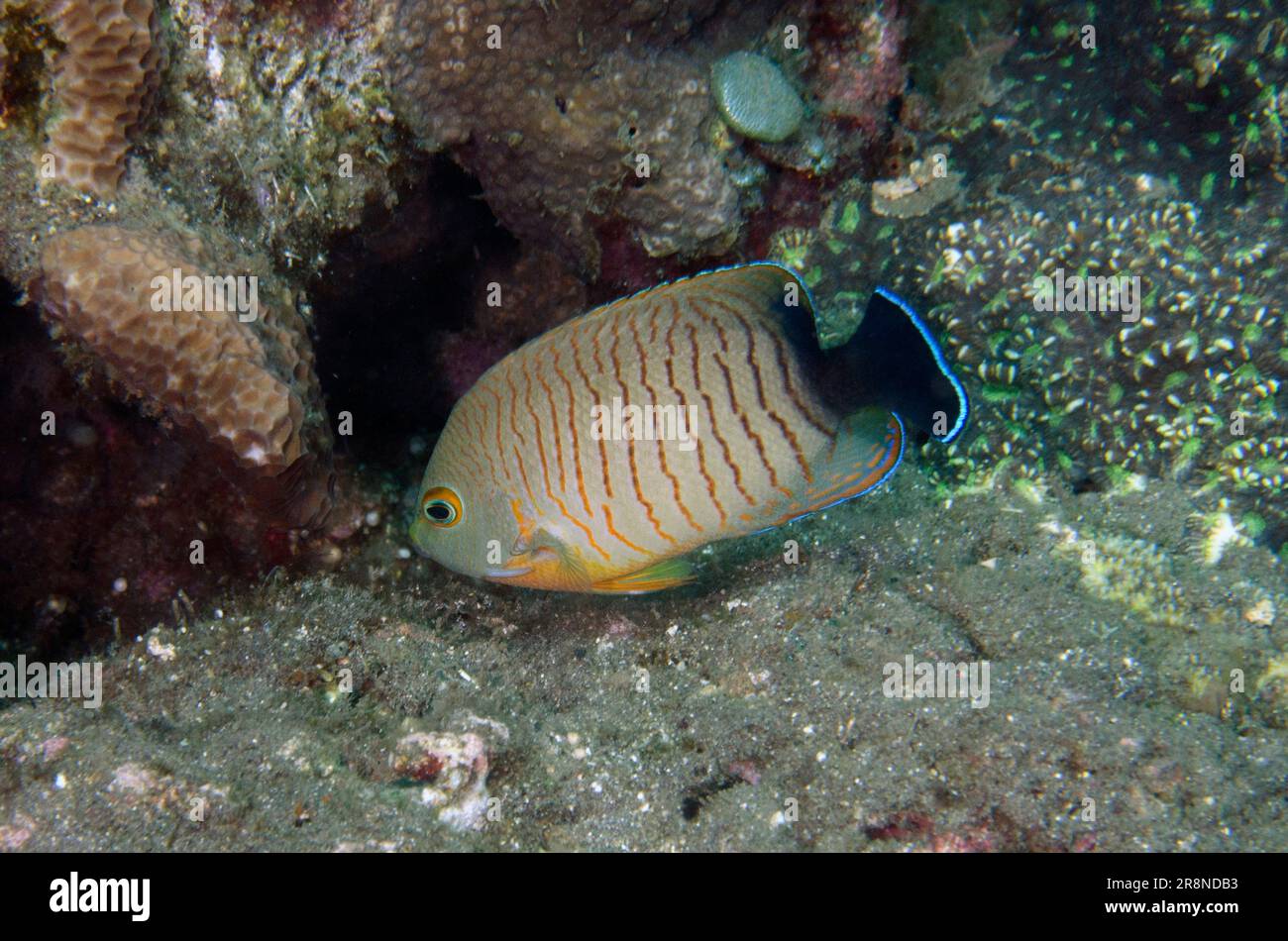 Eibls angelfish hi-res stock photography and images - Alamy