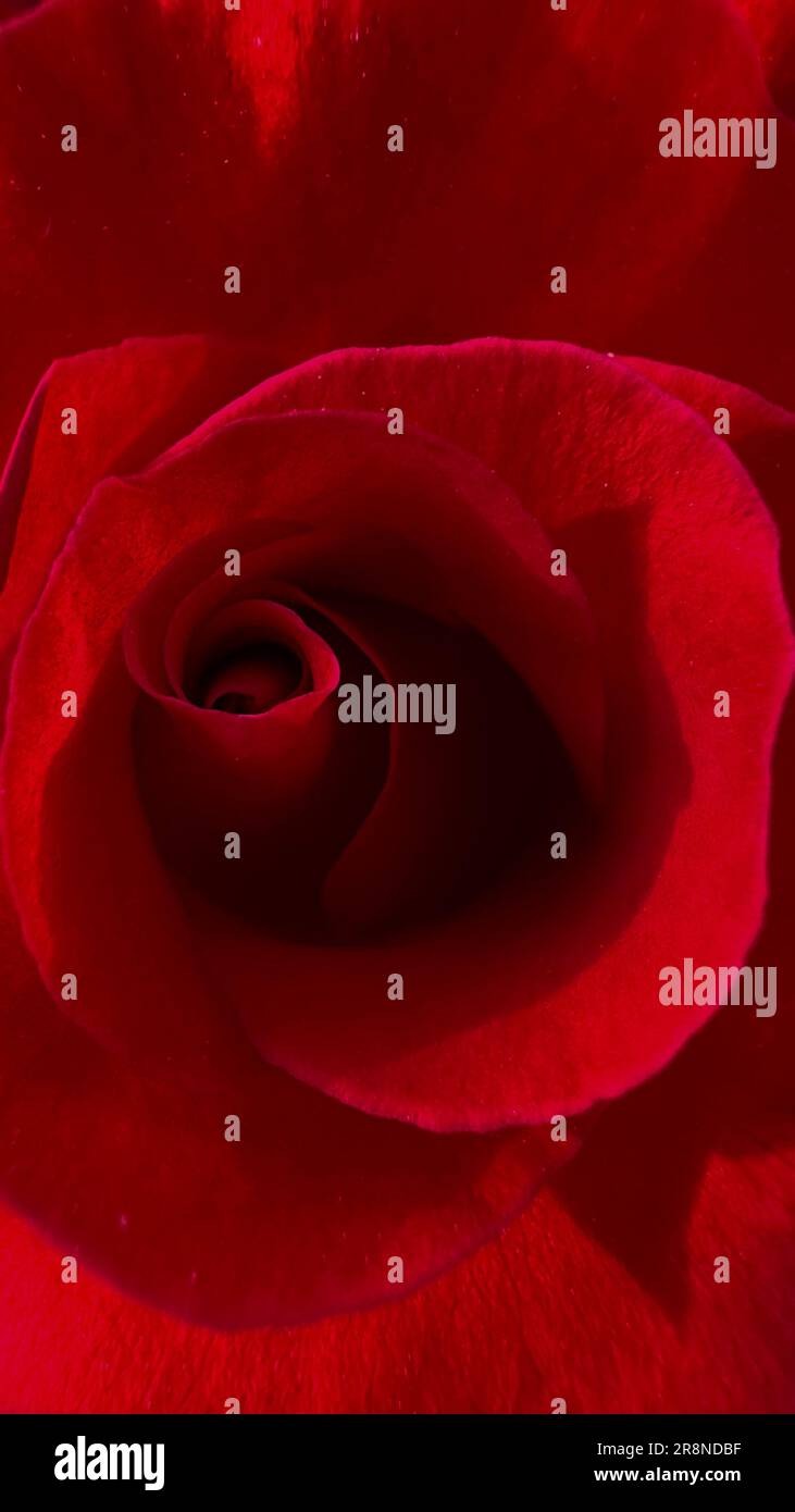 Red rose. Close-up inside the rose Stock Photo - Alamy